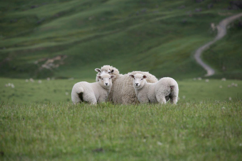 Wright Wool - Independent Wool Broker, Buyer & Exporter